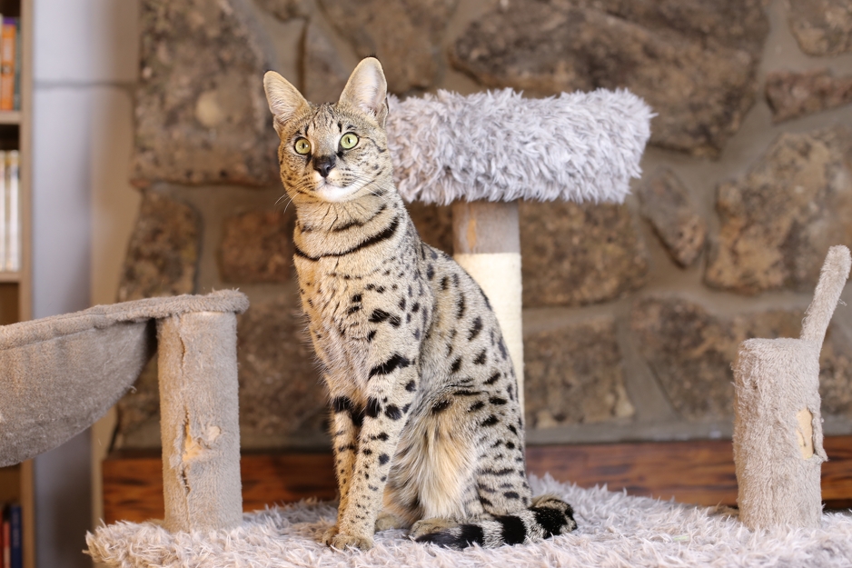 Savannah je najskuplja mačka na svijetu, može koštati i 20.000 dolara