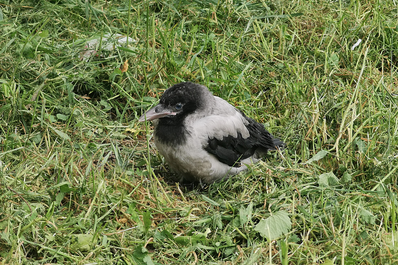 Ornitološko društvo se oglasilo o napadima vrana te pronalasku mladih i ...