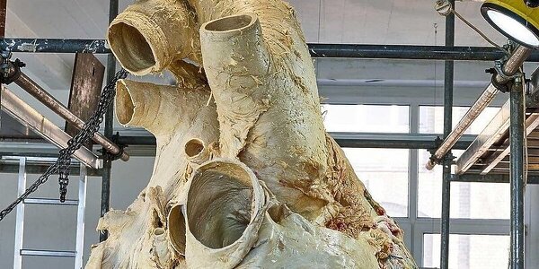 Plivanje sa plavim kitovima i druženje sa najvećom životinjom na planeti