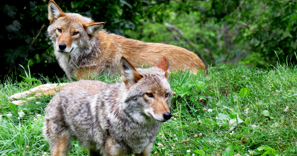 Otvoren lov na šakale, lisice i druge predatore u šumi kod Doboja ...