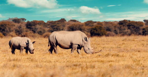 Nosoroge u Južnoafričkoj Republici čuva divovski solarni robot