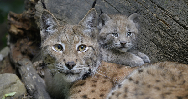 Mladunče risa u bečkom zoološkom vrtu Schönbrunn