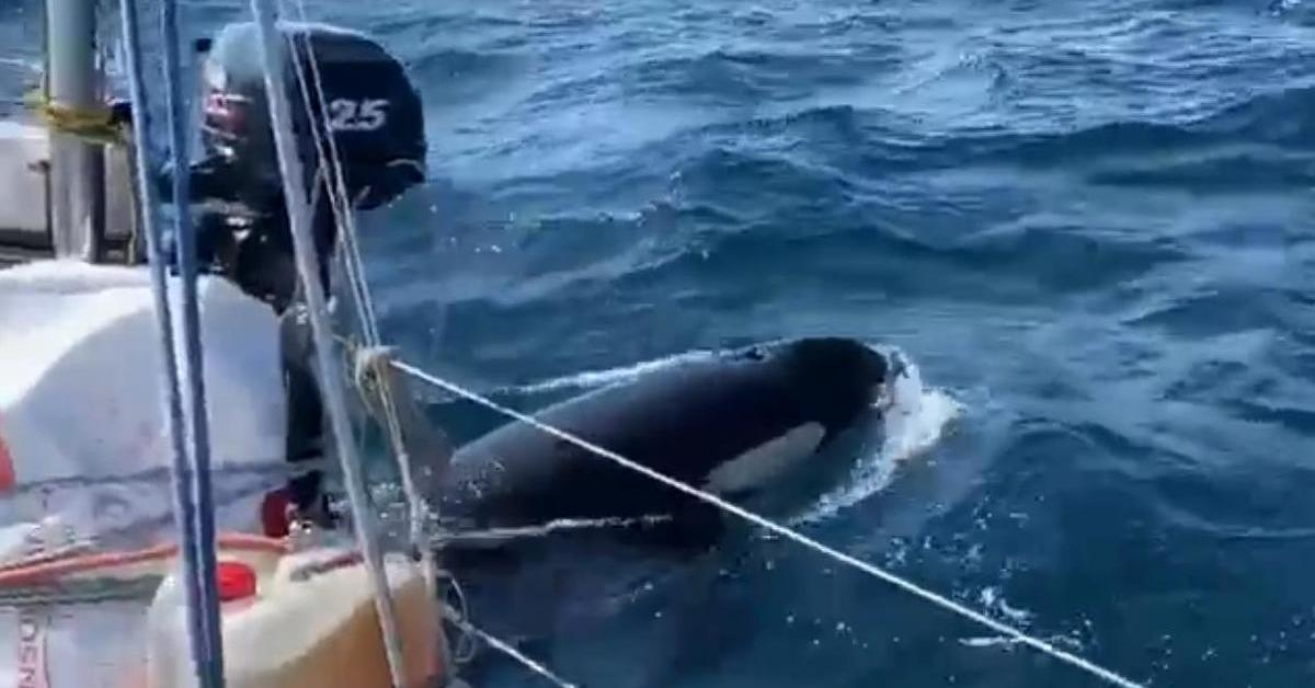 Kitovi ubice napadaju brodove u Španiji, naučnici začuđeni