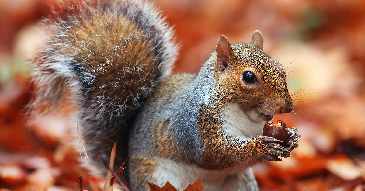 Istraživanje pokazalo da vjeverice dijele nekoliko osobina ličnosti s ...