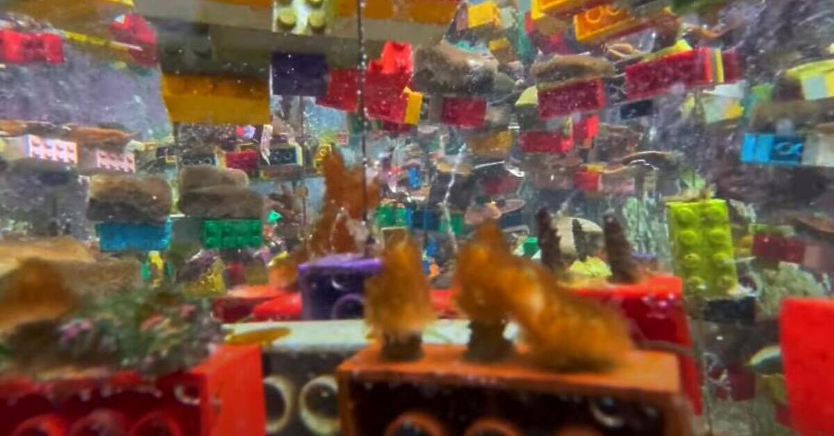 Lego kockice bi mogle spasiti singapurske koraljne grebene