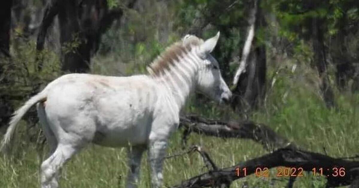 Nacionalni park u Tanzaniji objavio snimak rijetke albino zebre