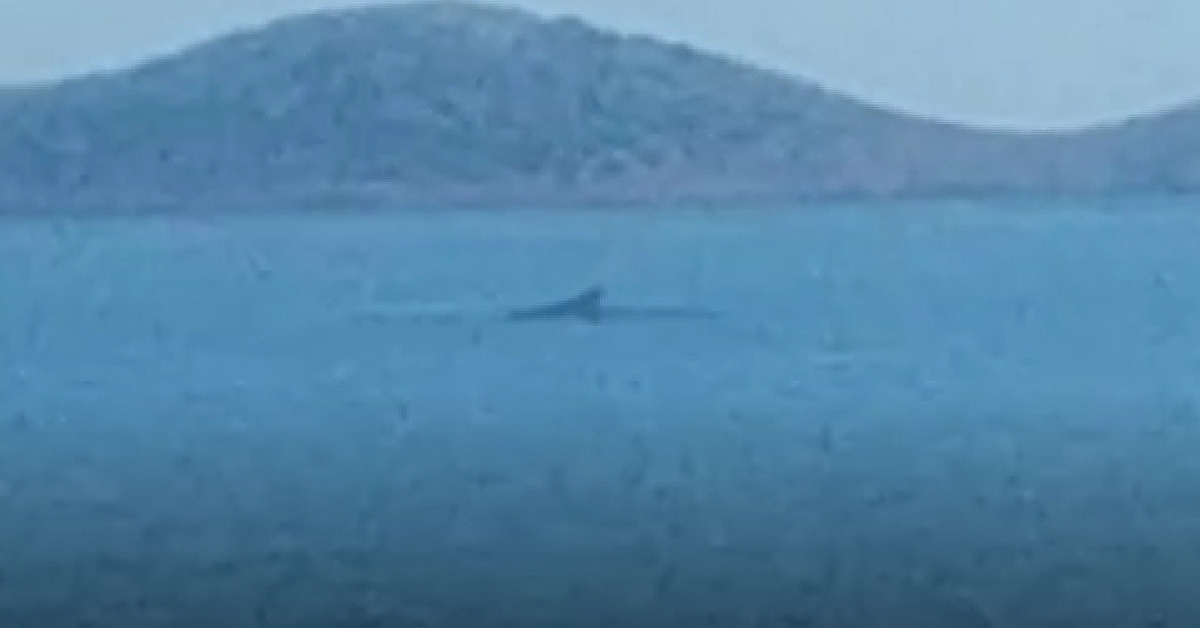 Prizor kakav se ne viđa često: Kod Kornata snimljen veliki sjeverni kit ...