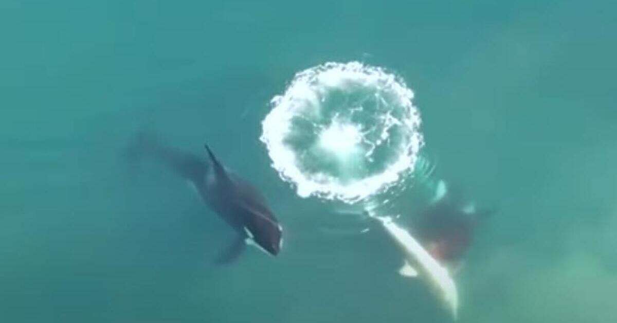 Kitovi ubice snimljeni u lovu na velike bijele ajkule