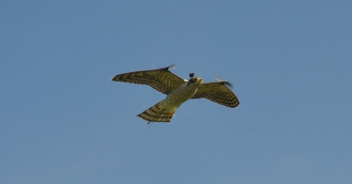 Robotski soko sprečava sudare aviona i ptica