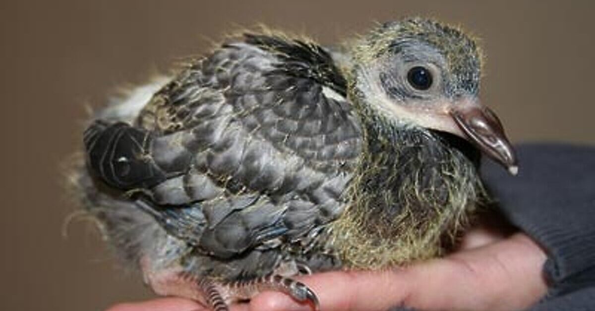 Znate li zašto je gotovo nemoguće vidjeti mladunče goluba?