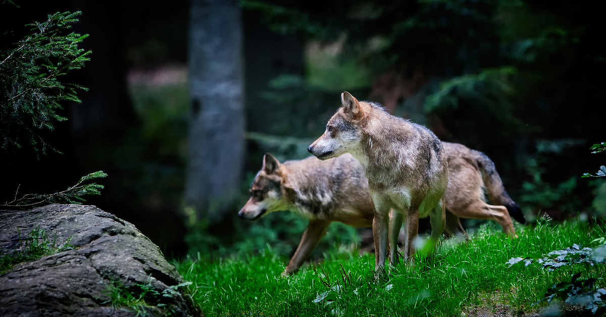 Nakon 100 godina vukovi se vratili u Belgiju