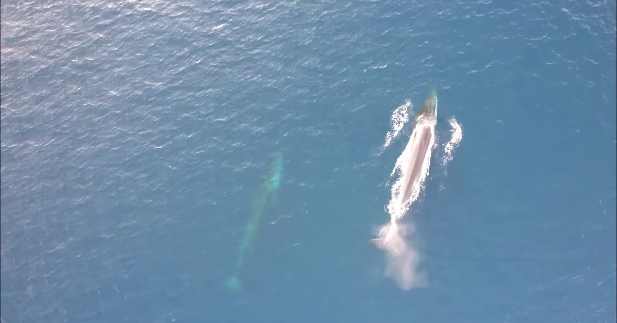 Impresivni prizori s Jadrana: Jato kitova snimljeno u blizini Visa