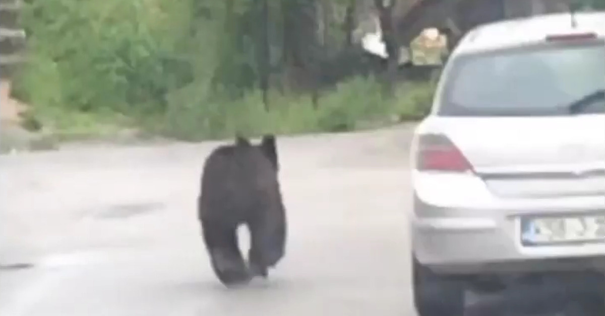 Iz Vlade KS o medvjedu na Vratniku: Ovo nije slučajna pojava