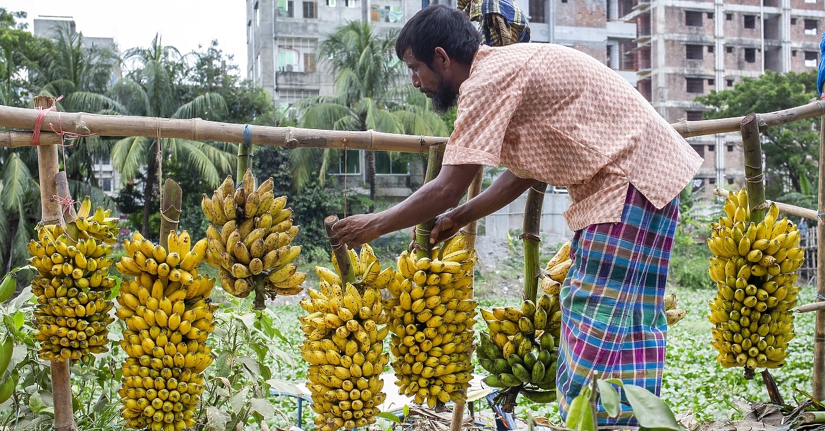 Cijene banana će nastaviti rasti, a sve zbog klimatskih promjena