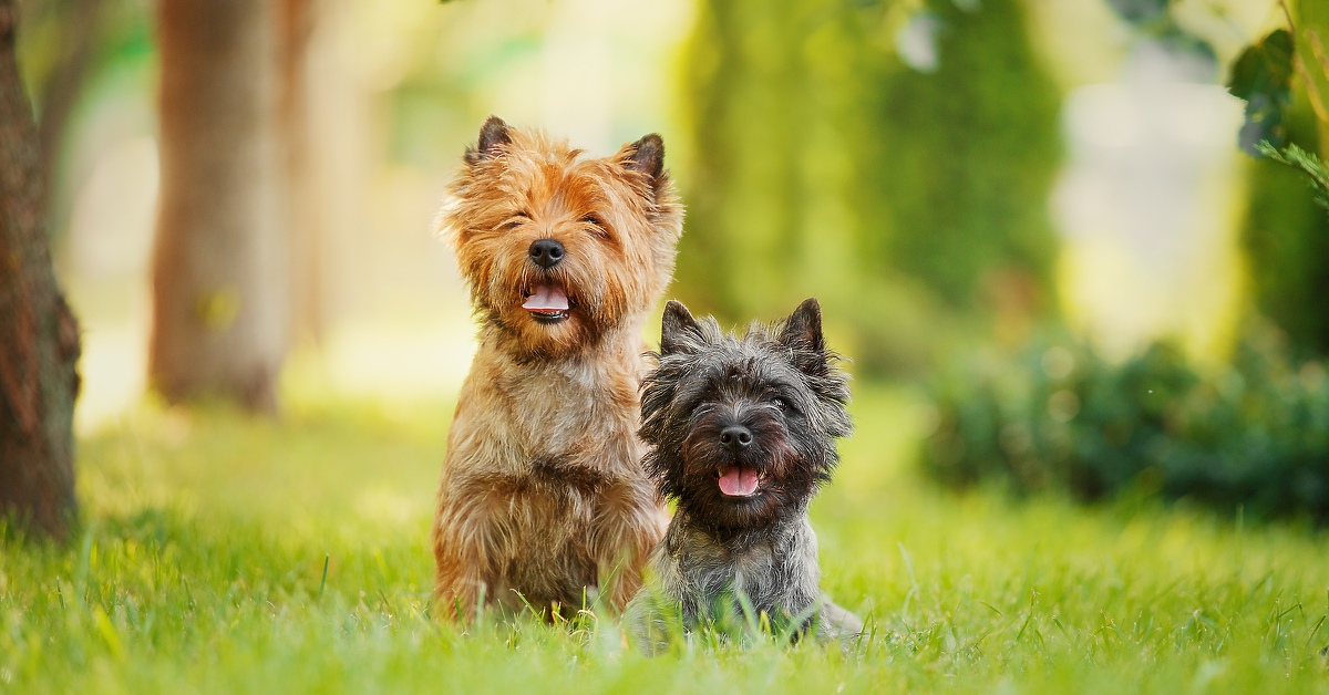 Zlatni rez otkriva najljepše rase pasa: Ko je na vrhu liste
