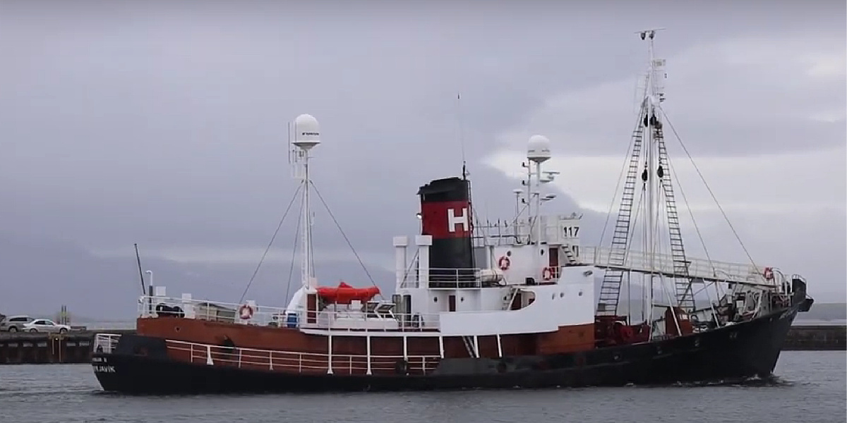 Island izdao dozvole za lov na kitove do 2029. godine