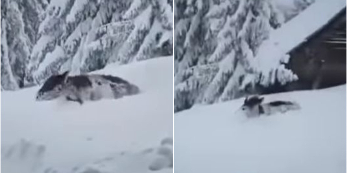 Nevrijeme na području BiH stvorilo probleme i za životinje, krava se ...