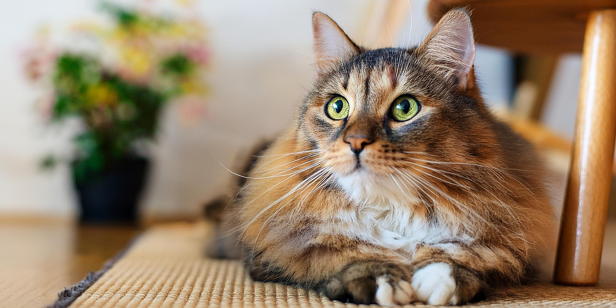 Može li se prepoznati spol mačke na osnovu izgleda lica?