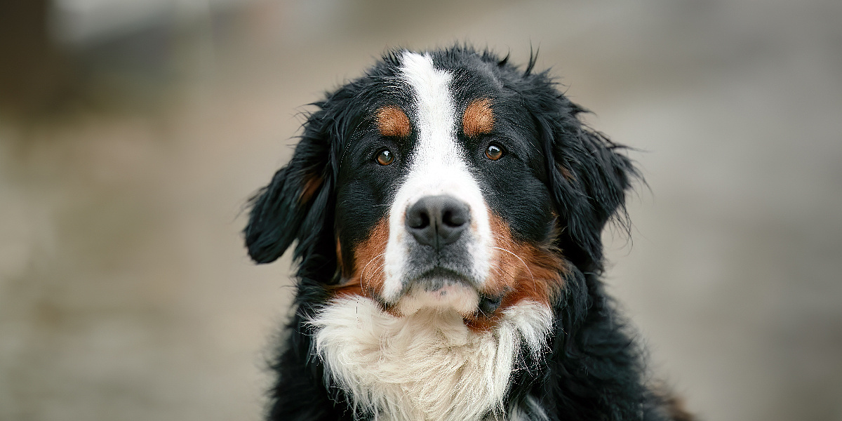 Pet popularnih rasa pasa za koje ćete vjerovatno potrošiti najviše ...