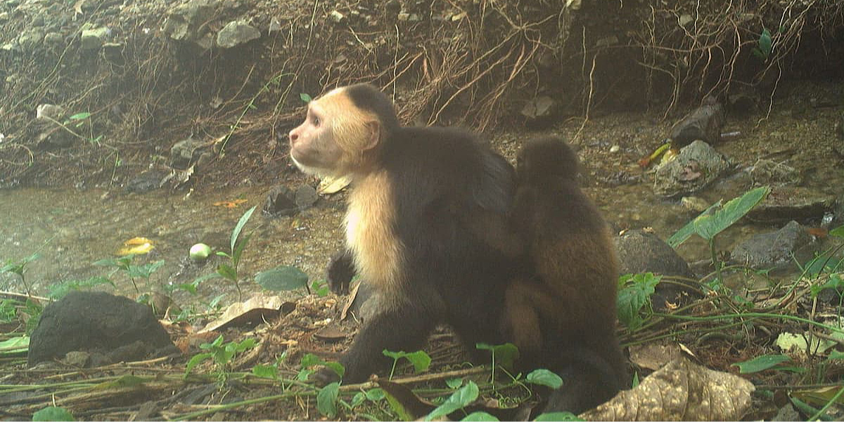 Majmuni u Panami otimaju bebe druge vrste