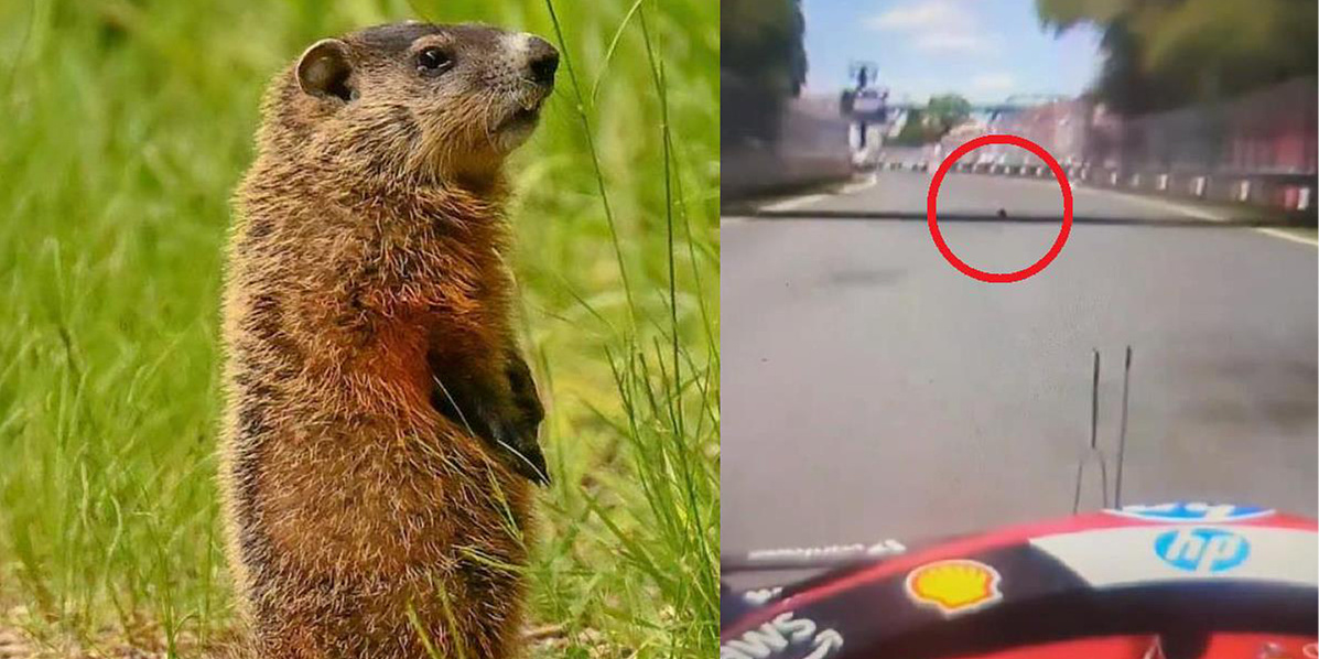 Uzemirujuće / "Shrvan sam": Hamilton pregazio mrmota tokom Velike ...