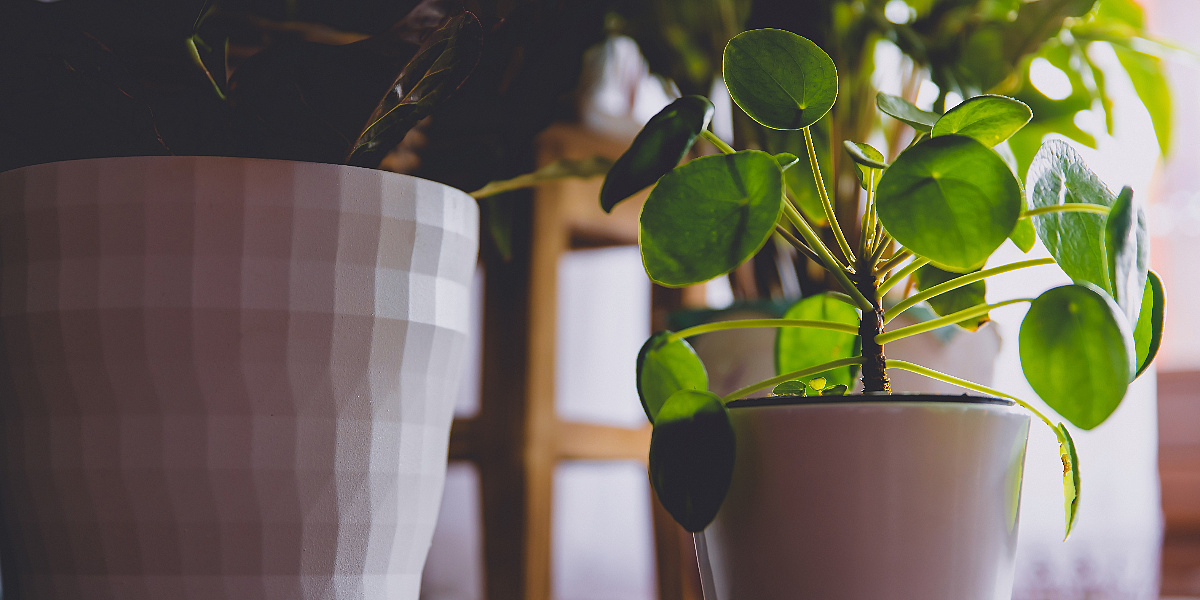 Ova biljka smatra se "biljkom novca i prijateljstva": U domove donosi ...